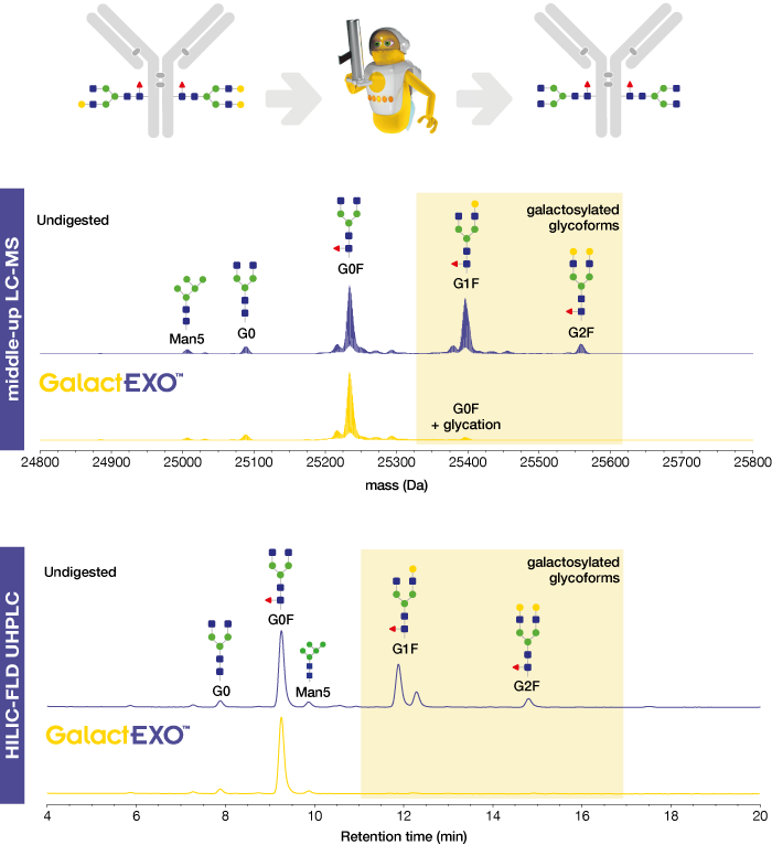 Genovis » Efficient Hydrolysis of Galactose