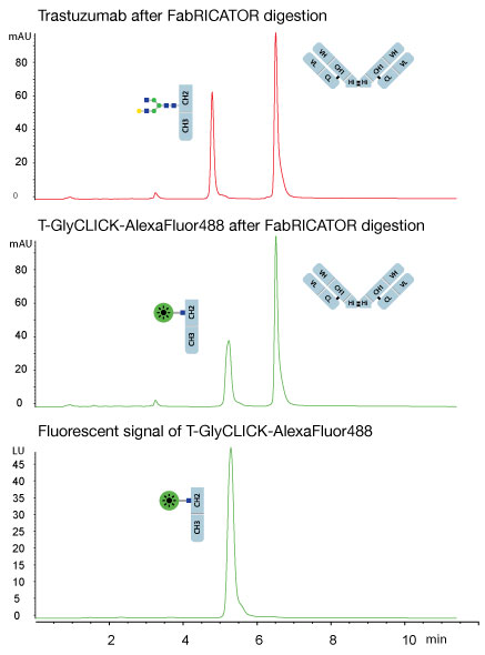 Genovis » GlyCLICK Characteristics