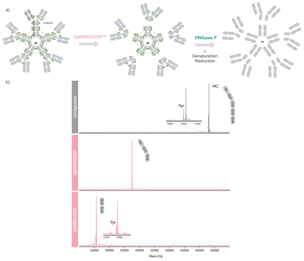 Genovis » Digestion of Human IgM